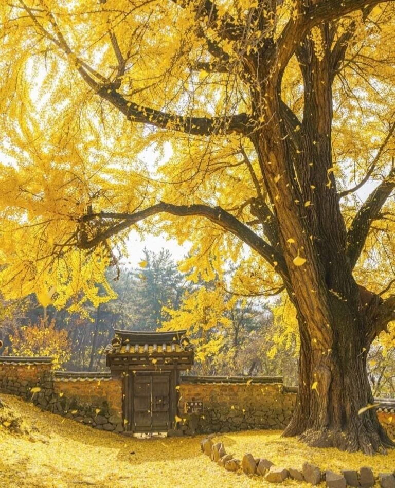 KOREAN WOODS – Korean Antique Furniture